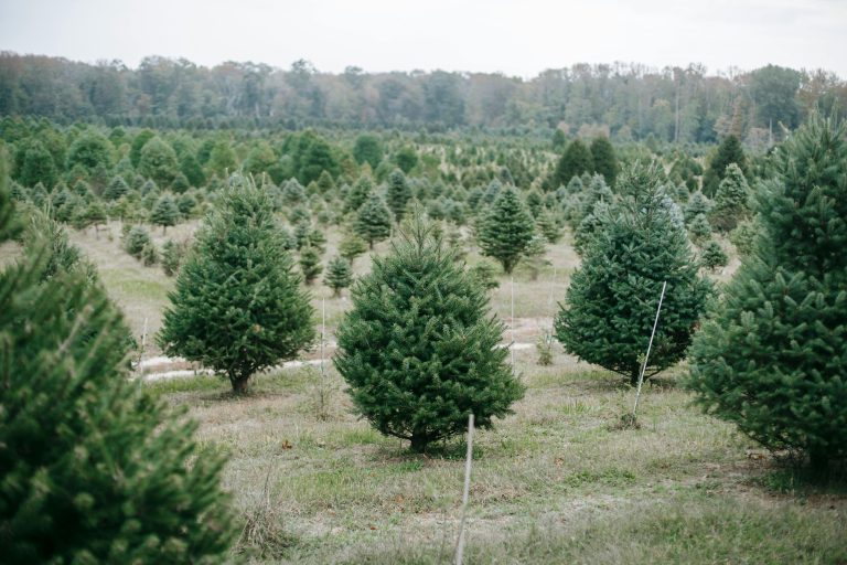 Zambia College of Agriculture Mpika – Zambia College of Agriculture ...